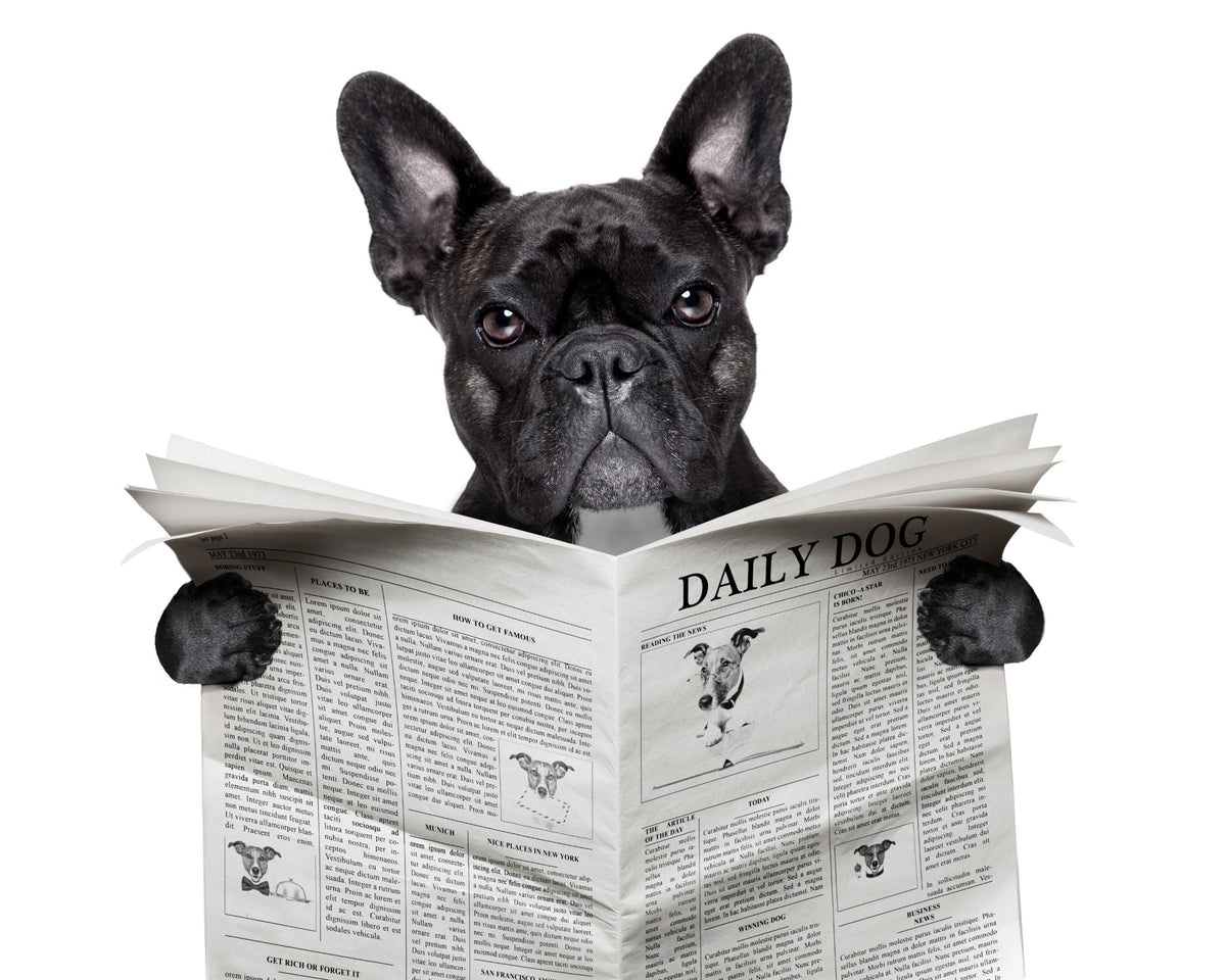 Top 3 Frenchie Health Concerns – Frenchie Rocks