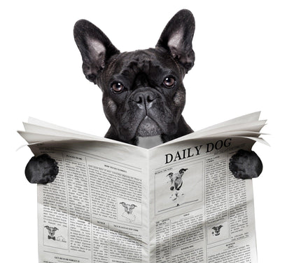 Frenchie Rocks - The place for everything Frenchie!